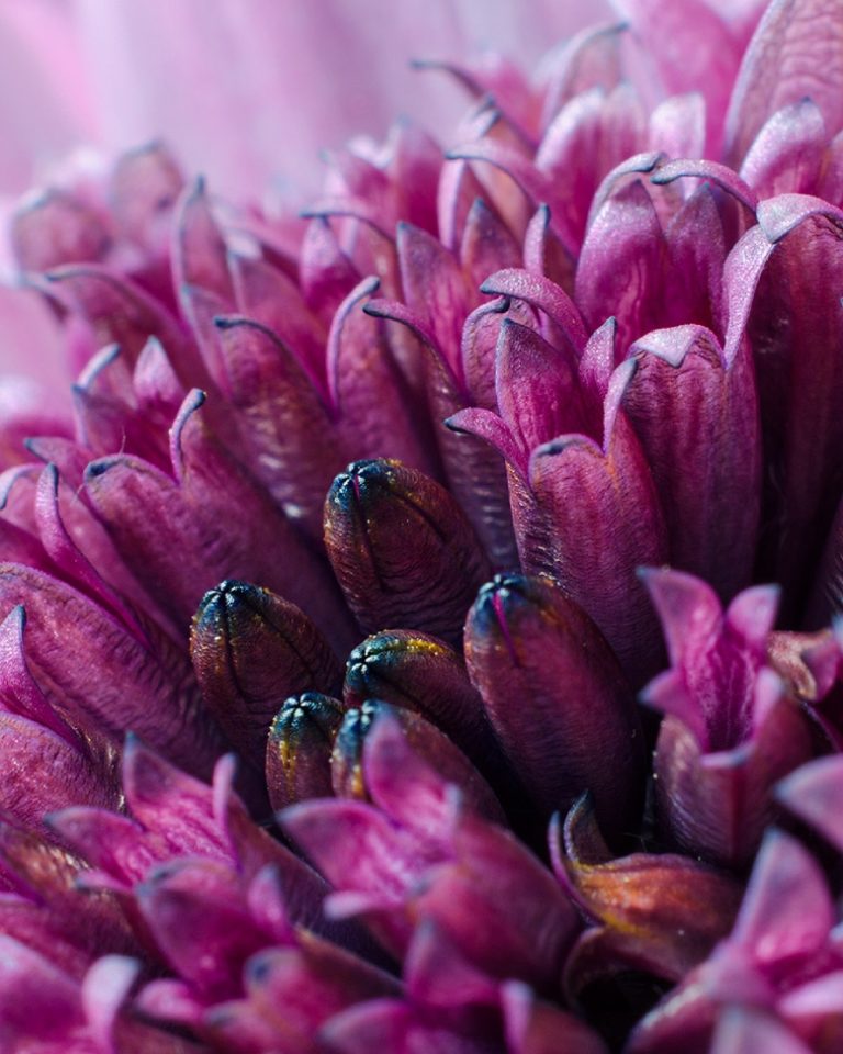 Viola flower - Kekoah