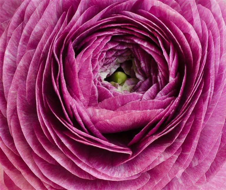 Viola flower - Kekoah